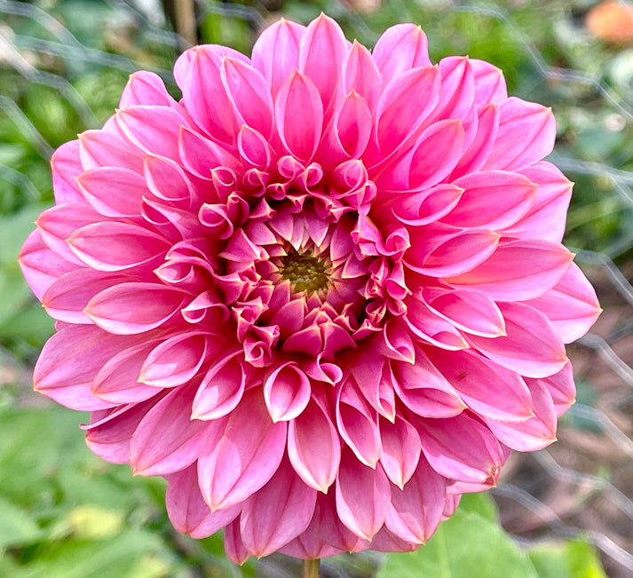 Coorabell Sophie – Southern Highlands Flower Farm