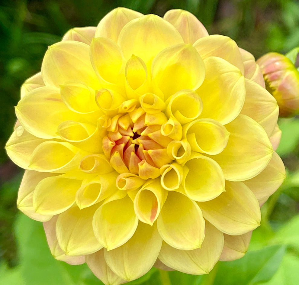 Rokewood Dawn – Southern Highlands Flower Farm