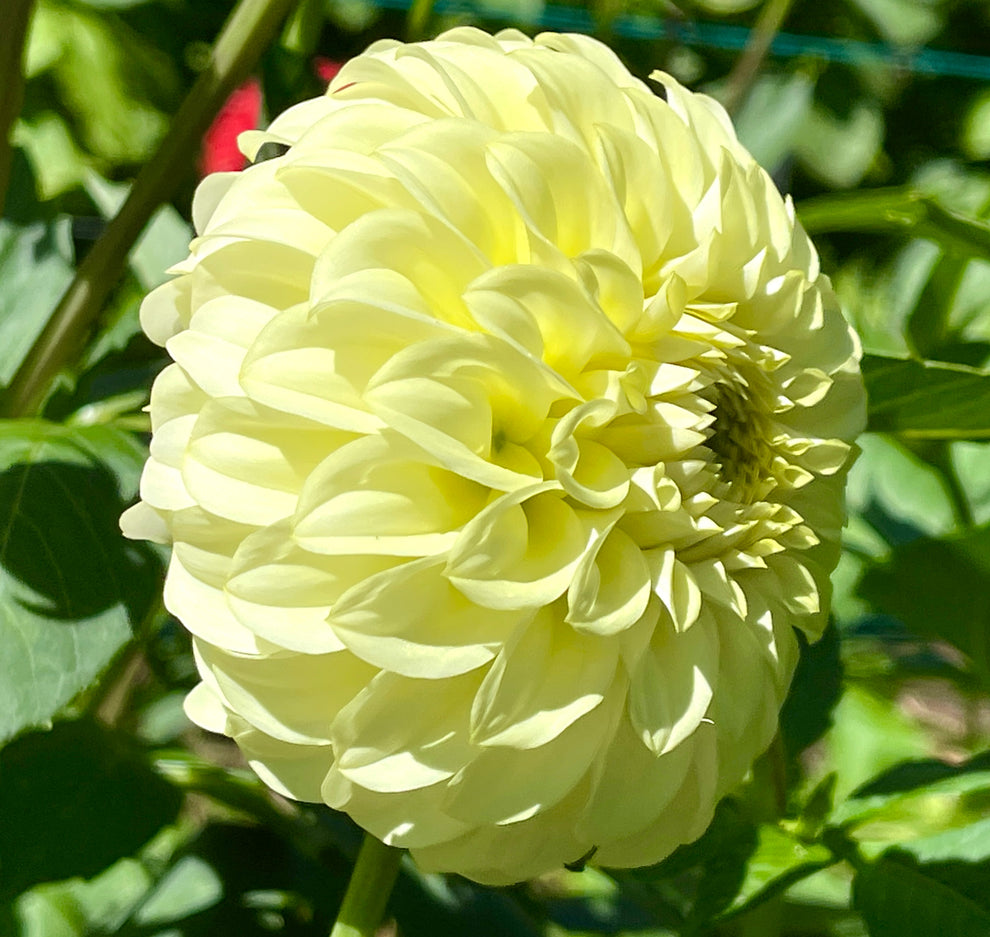 Coorabell Texas – Southern Highlands Flower Farm