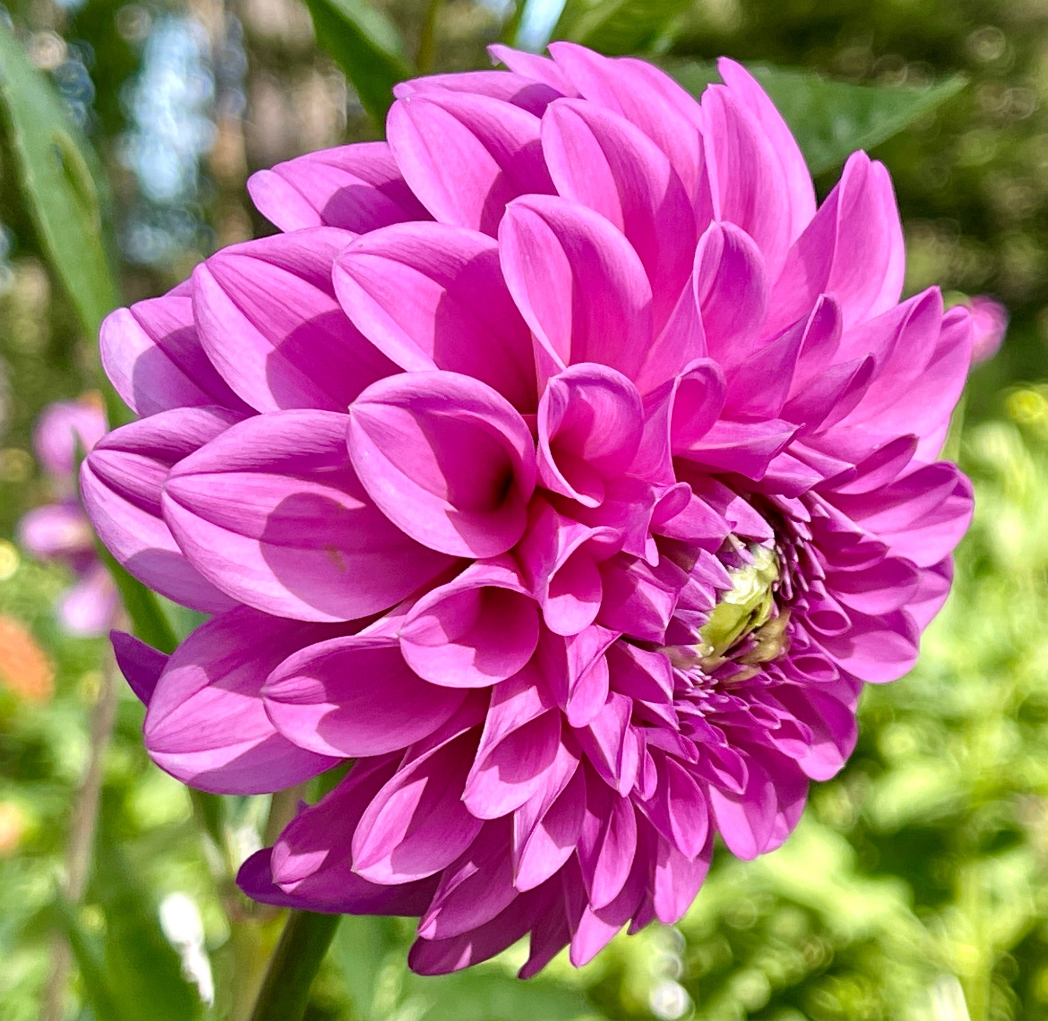 Devon Choice – Southern Highlands Flower Farm