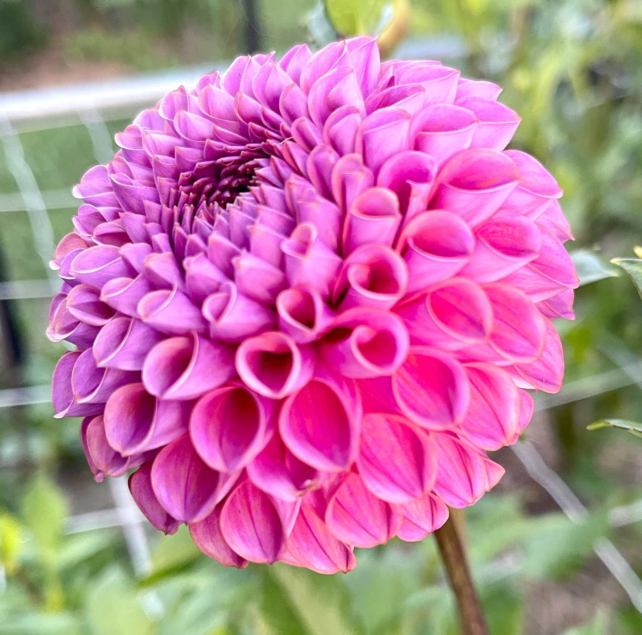 Isabel – Southern Highlands Flower Farm