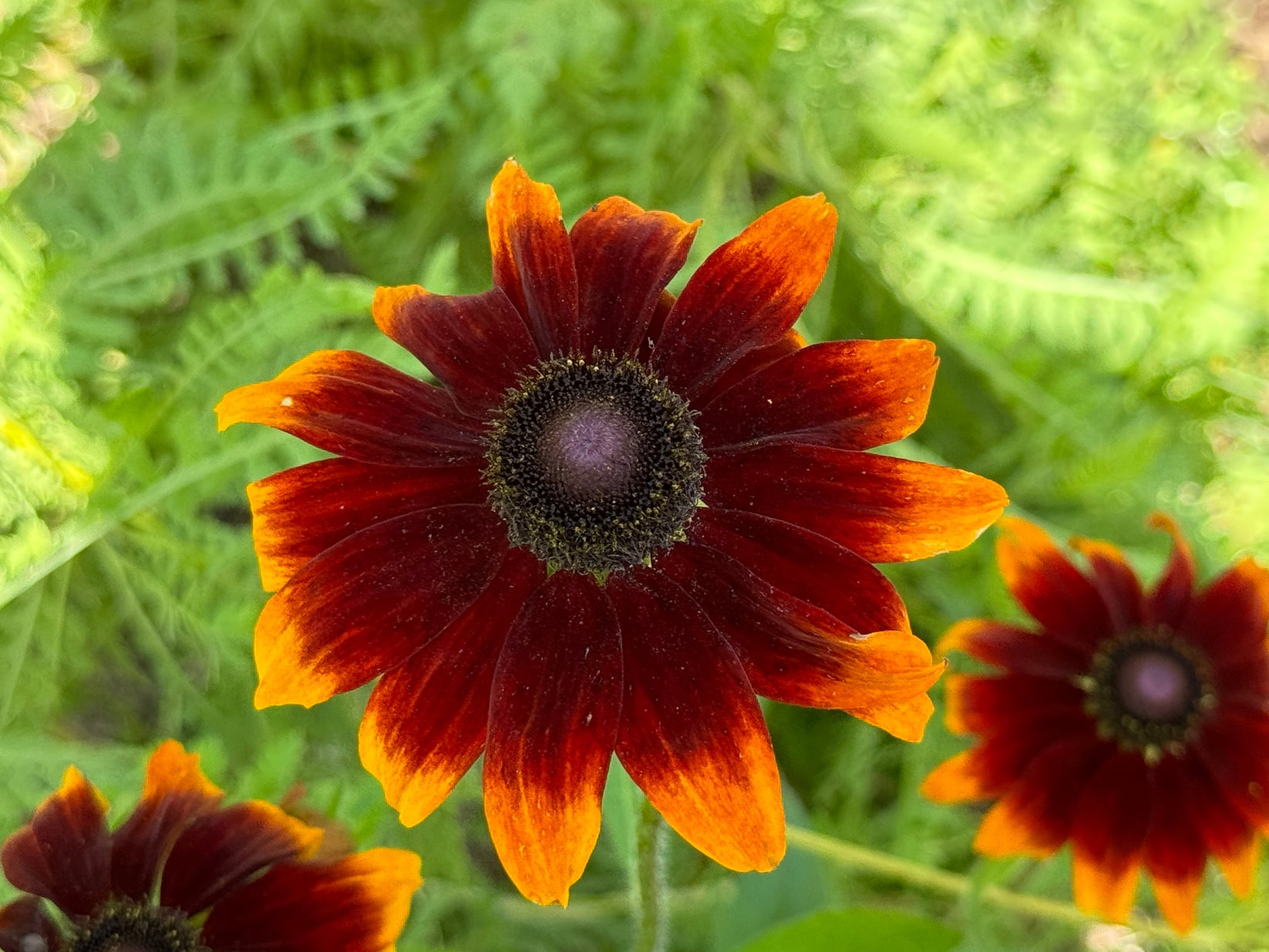 Rudbeckia Seed Mix – Southern Highlands Flower Farm