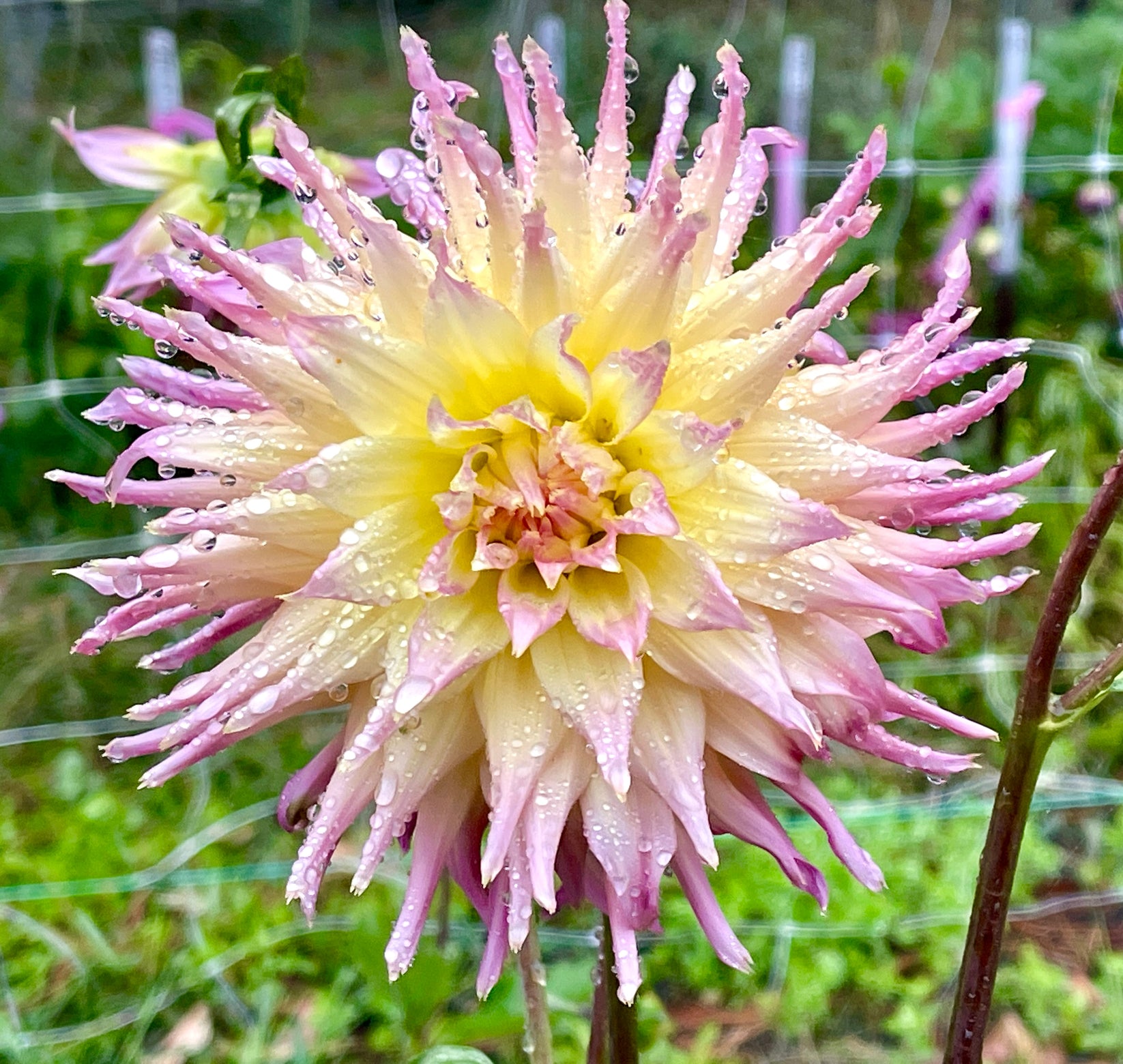Judith Taylor – Southern Highlands Flower Farm
