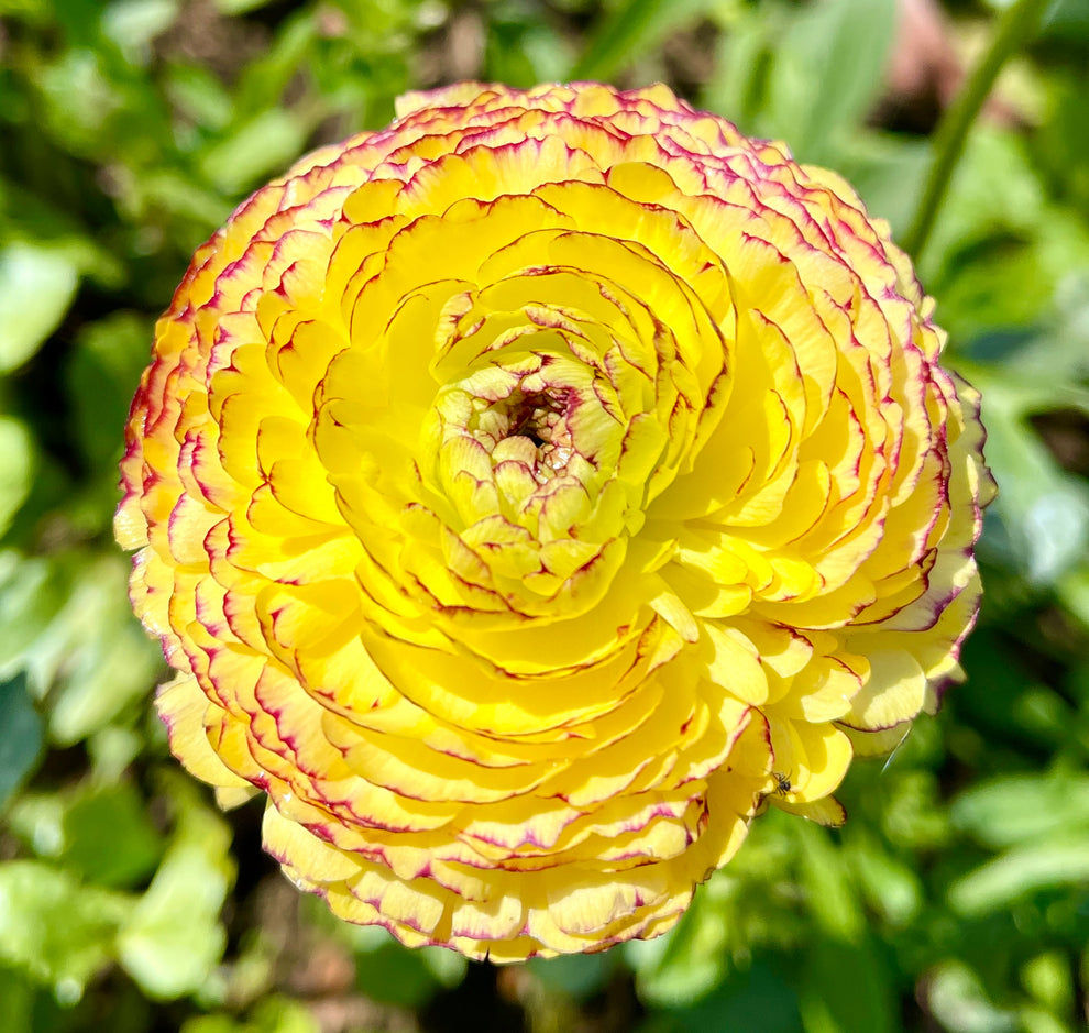 Italian Ranunculus 'Giallo Striato 65-09' - 5 CORMS – Southern ...