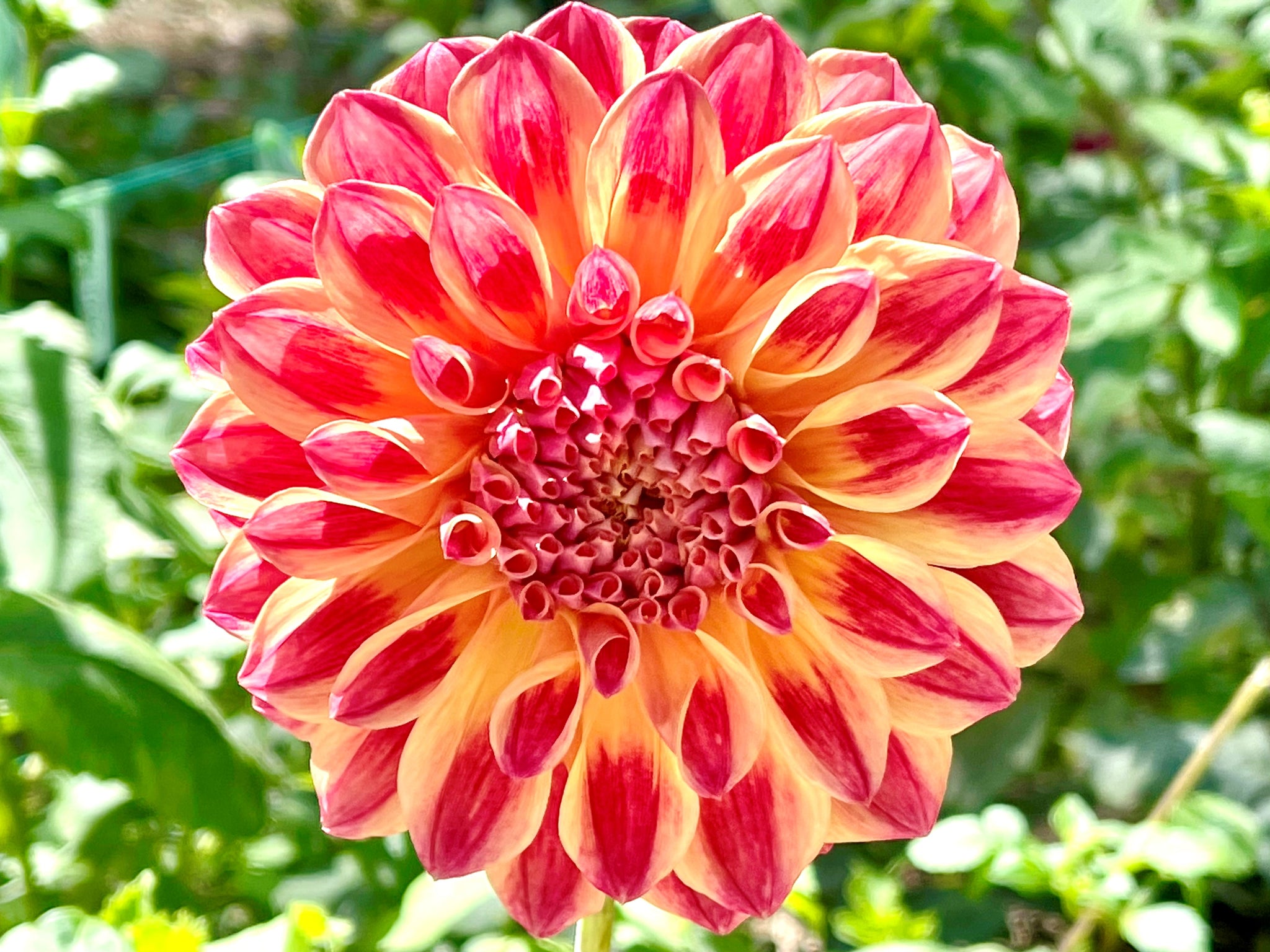 Samantha Louise – Southern Highlands Flower Farm