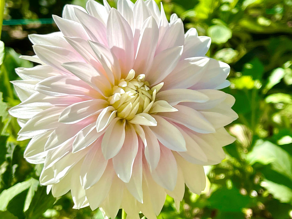 Clara Thora – Southern Highlands Flower Farm