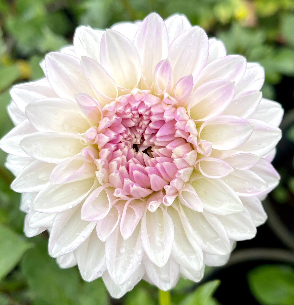 Hillview Gem – Southern Highlands Flower Farm