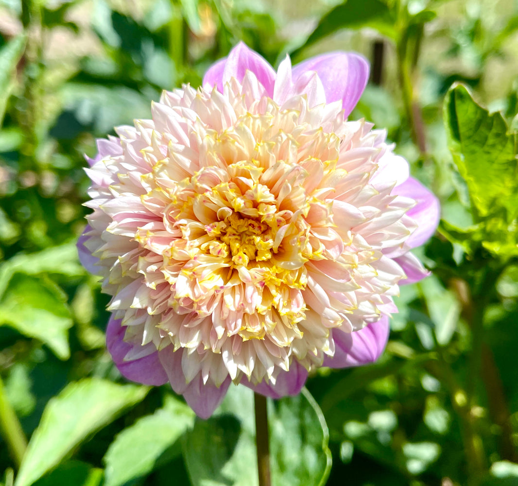 Dahlias - Anemone – Southern Highlands Flower Farm