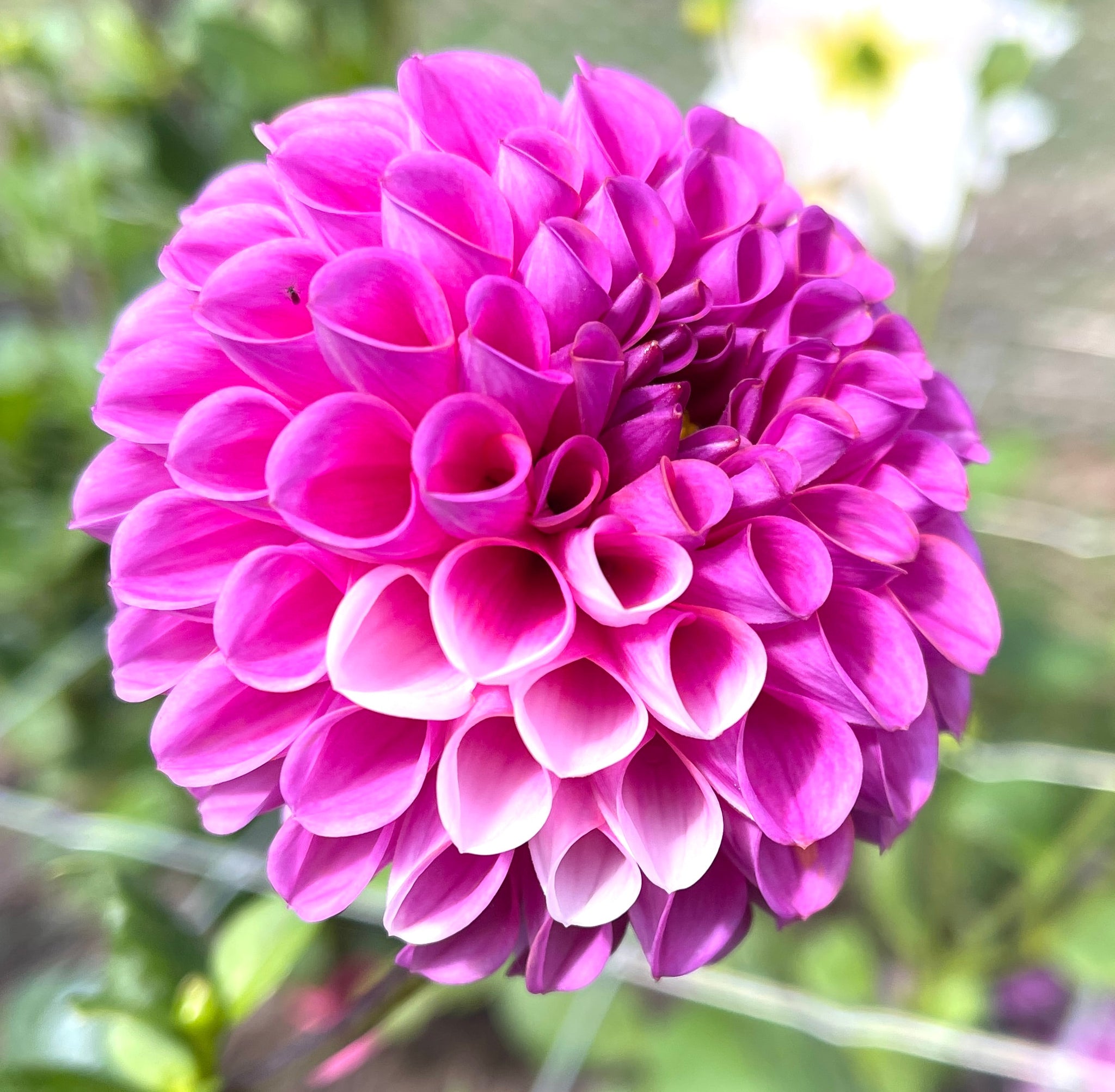 Isabel – Southern Highlands Flower Farm