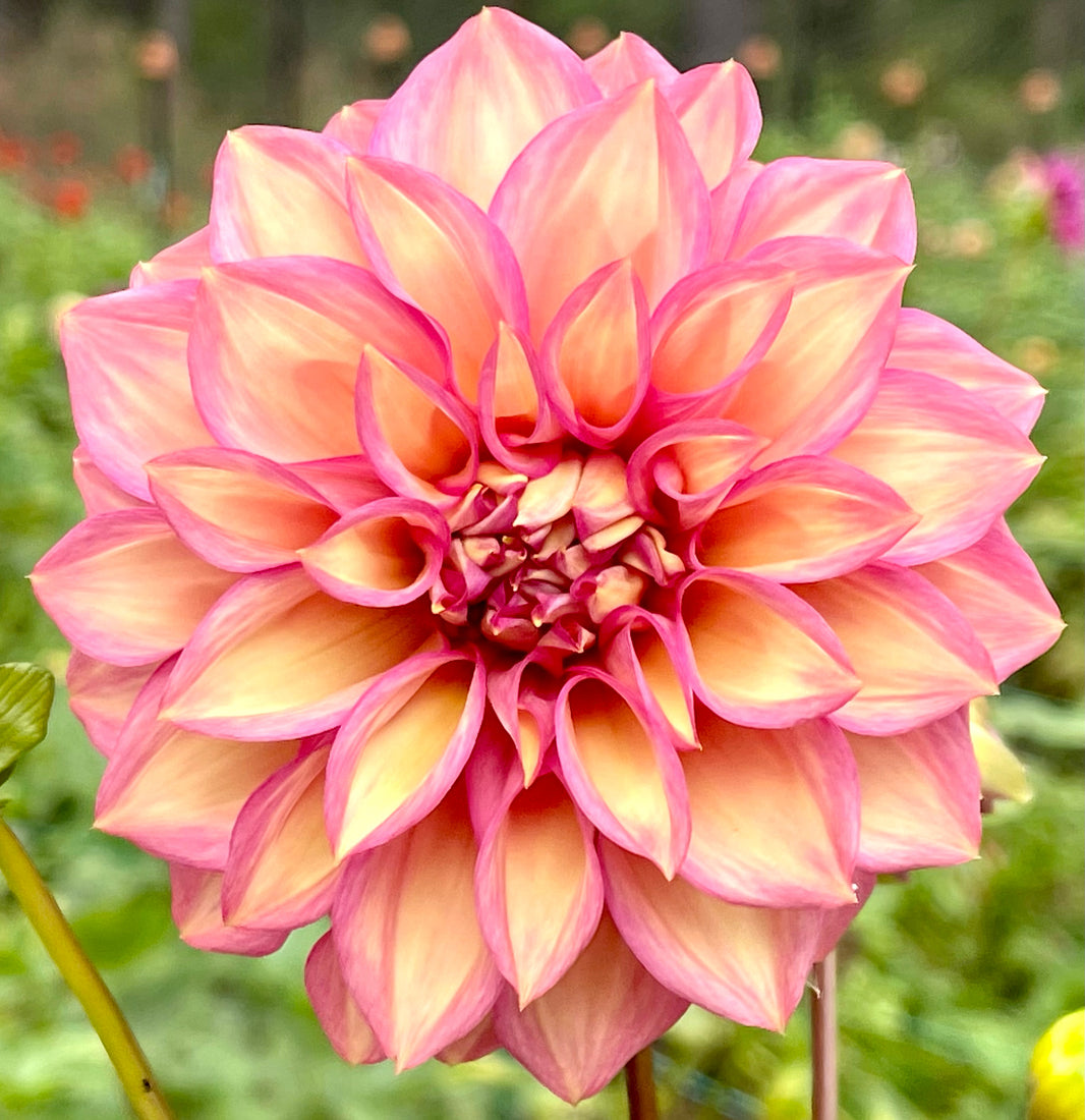 Dahlias – Page 2 – Southern Highlands Flower Farm