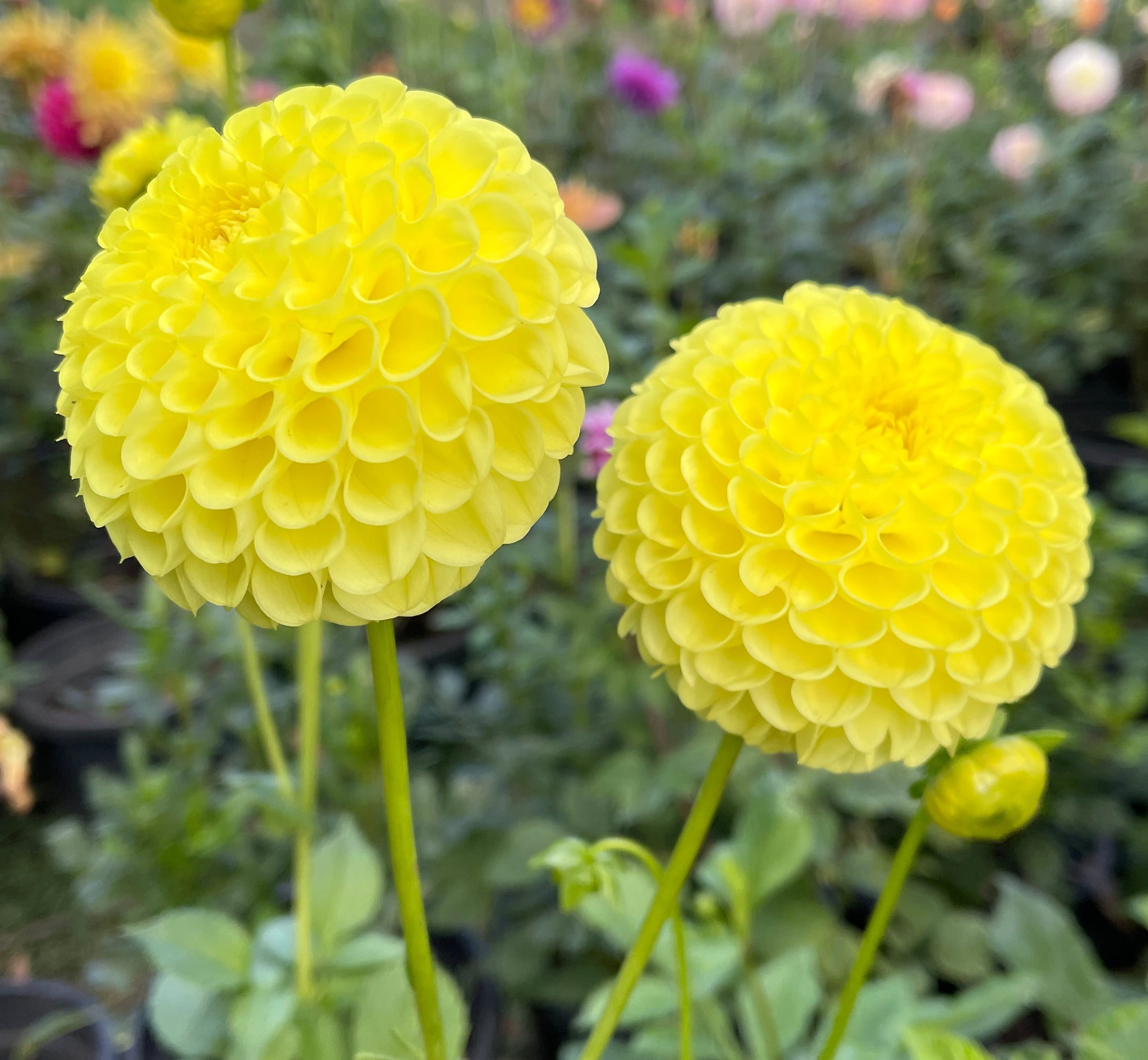 Ryecroft Wizard – Southern Highlands Flower Farm