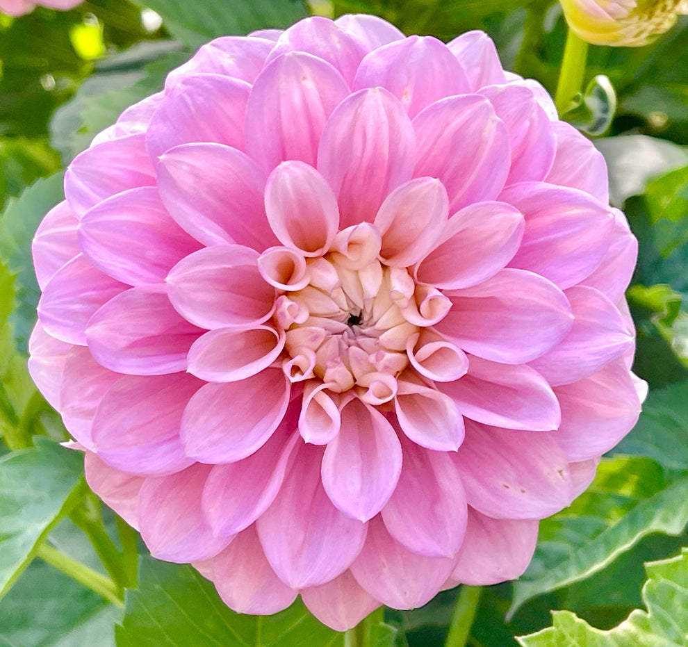Florelie Pirouette – Southern Highlands Flower Farm
