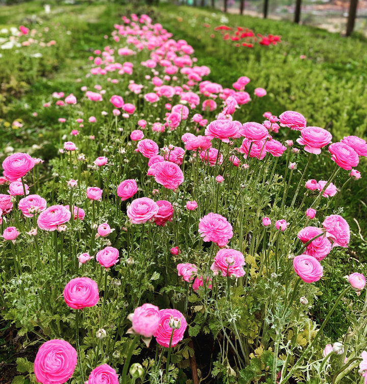 Ranunculus Corms – Southern Highlands Flower Farm