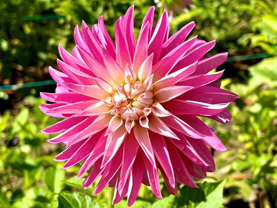 Dahlias - Stellar – Southern Highlands Flower Farm