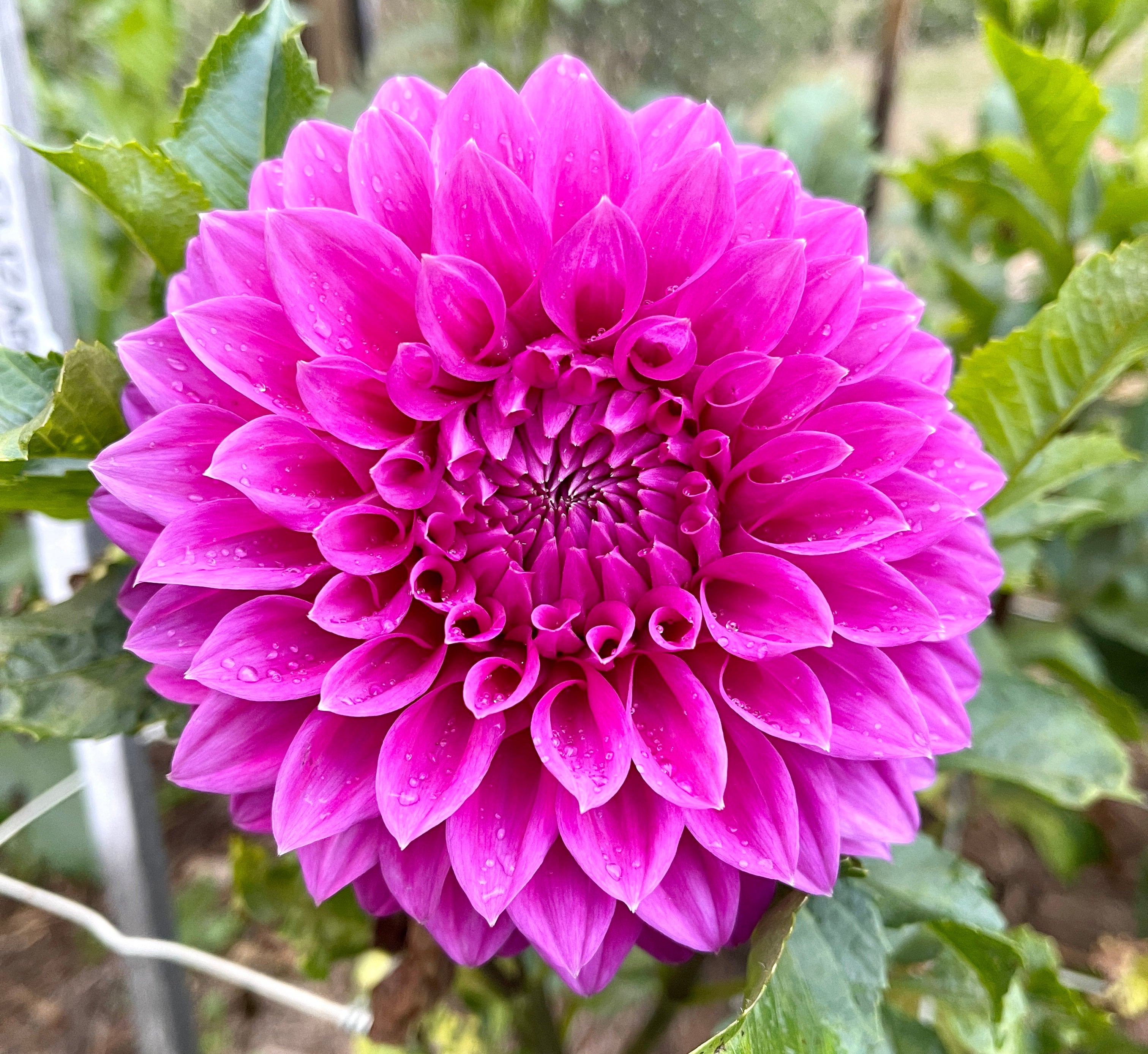 Elma Elizabeth – Southern Highlands Flower Farm