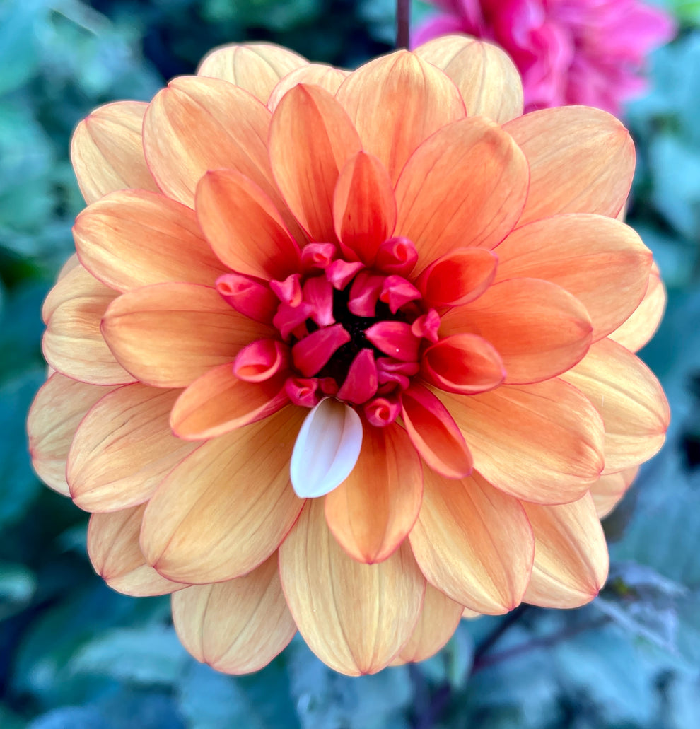 David Howard – Southern Highlands Flower Farm