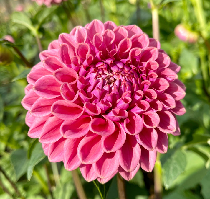 Winkie Truffle – Southern Highlands Flower Farm