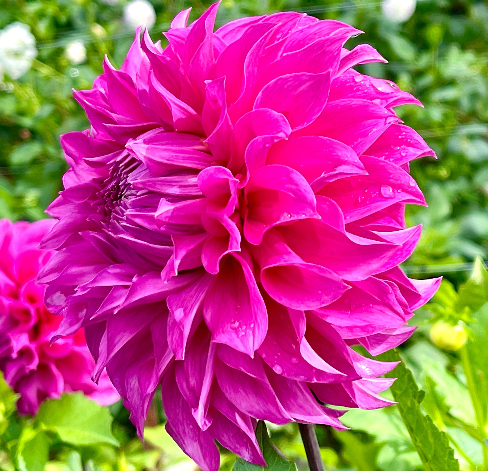 Devon Excel – Southern Highlands Flower Farm
