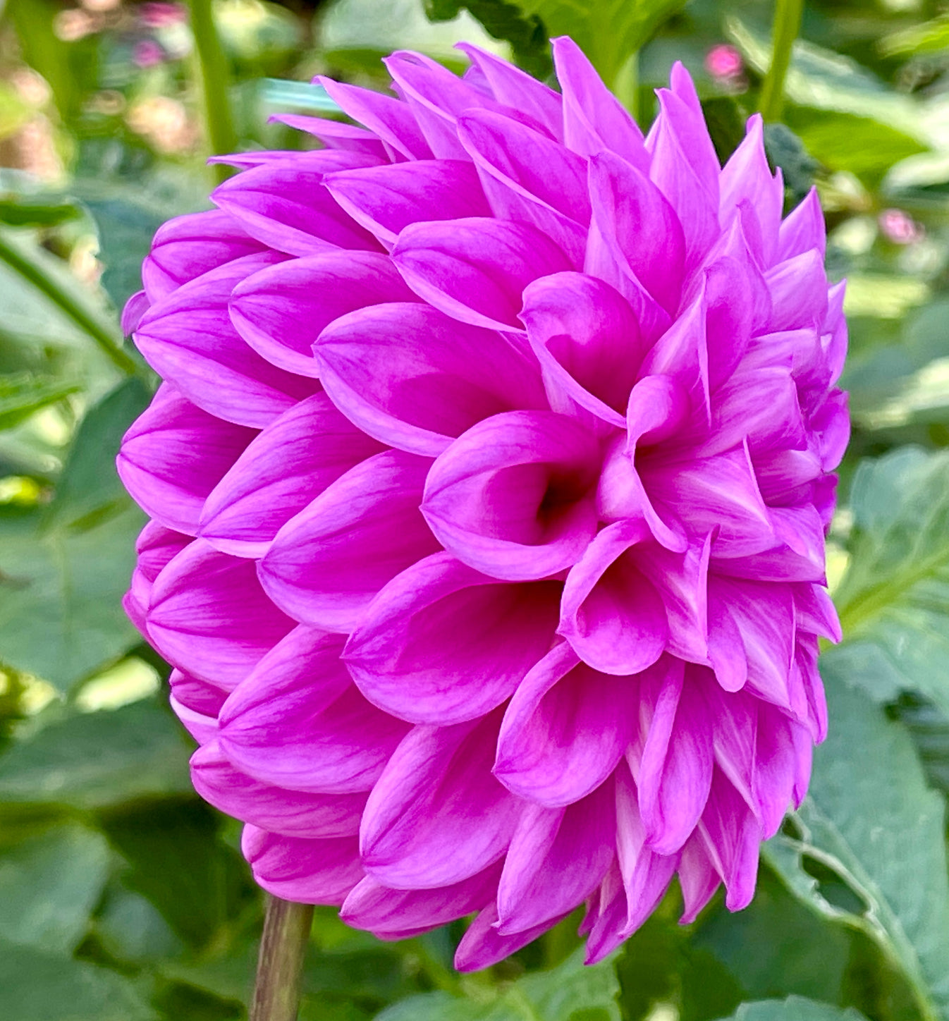 Devon Desire – Southern Highlands Flower Farm