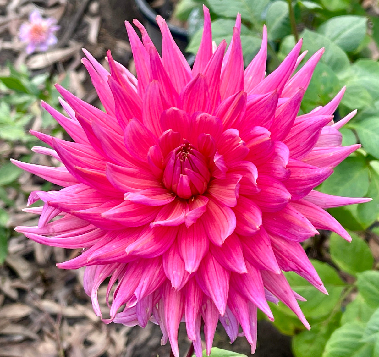 Persian Monarch – Southern Highlands Flower Farm