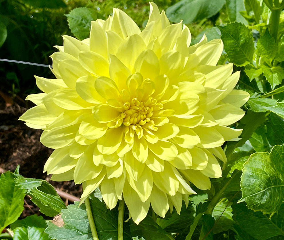 Wanda's Capella – Southern Highlands Flower Farm