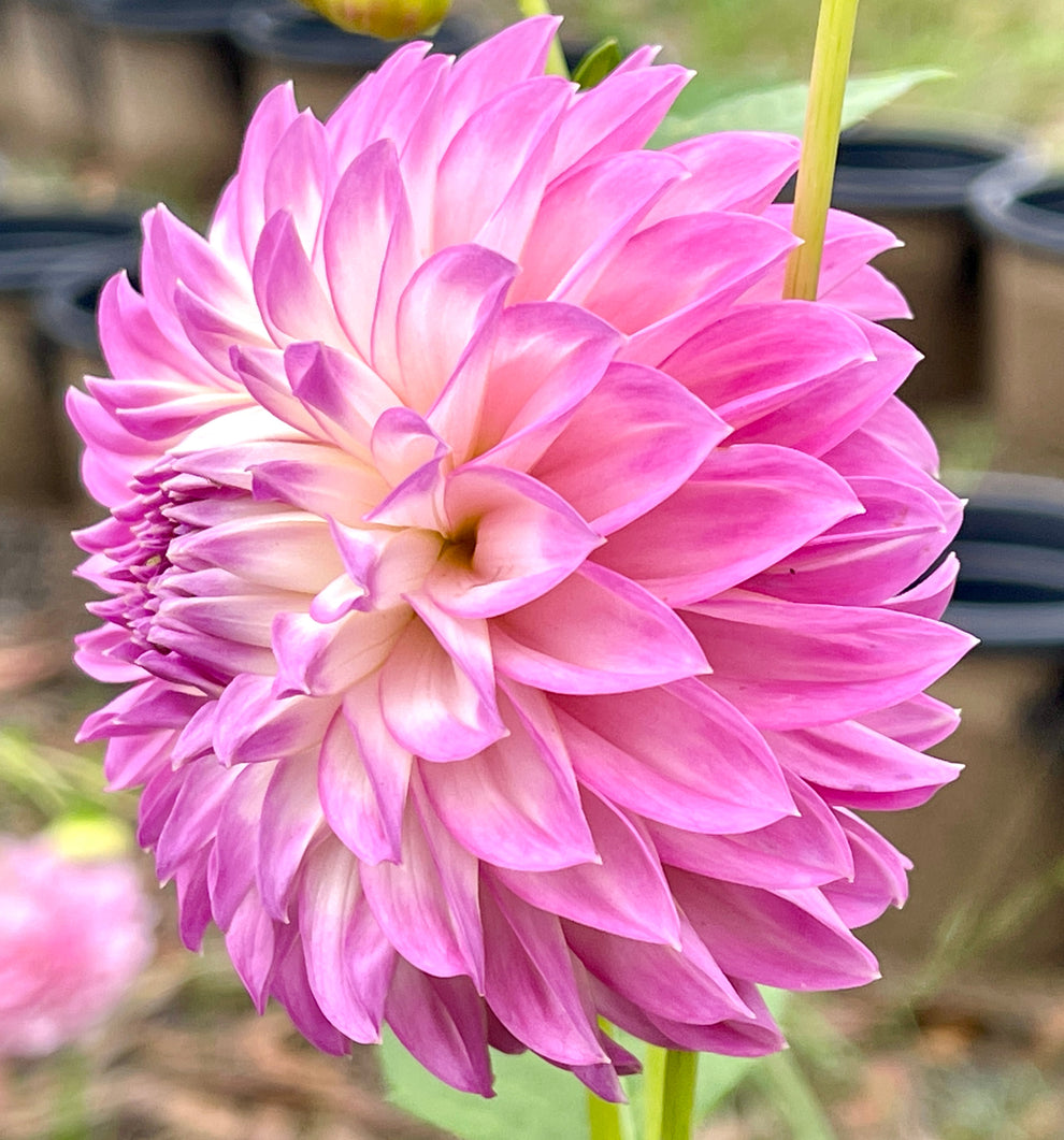 Nicky – Southern Highlands Flower Farm