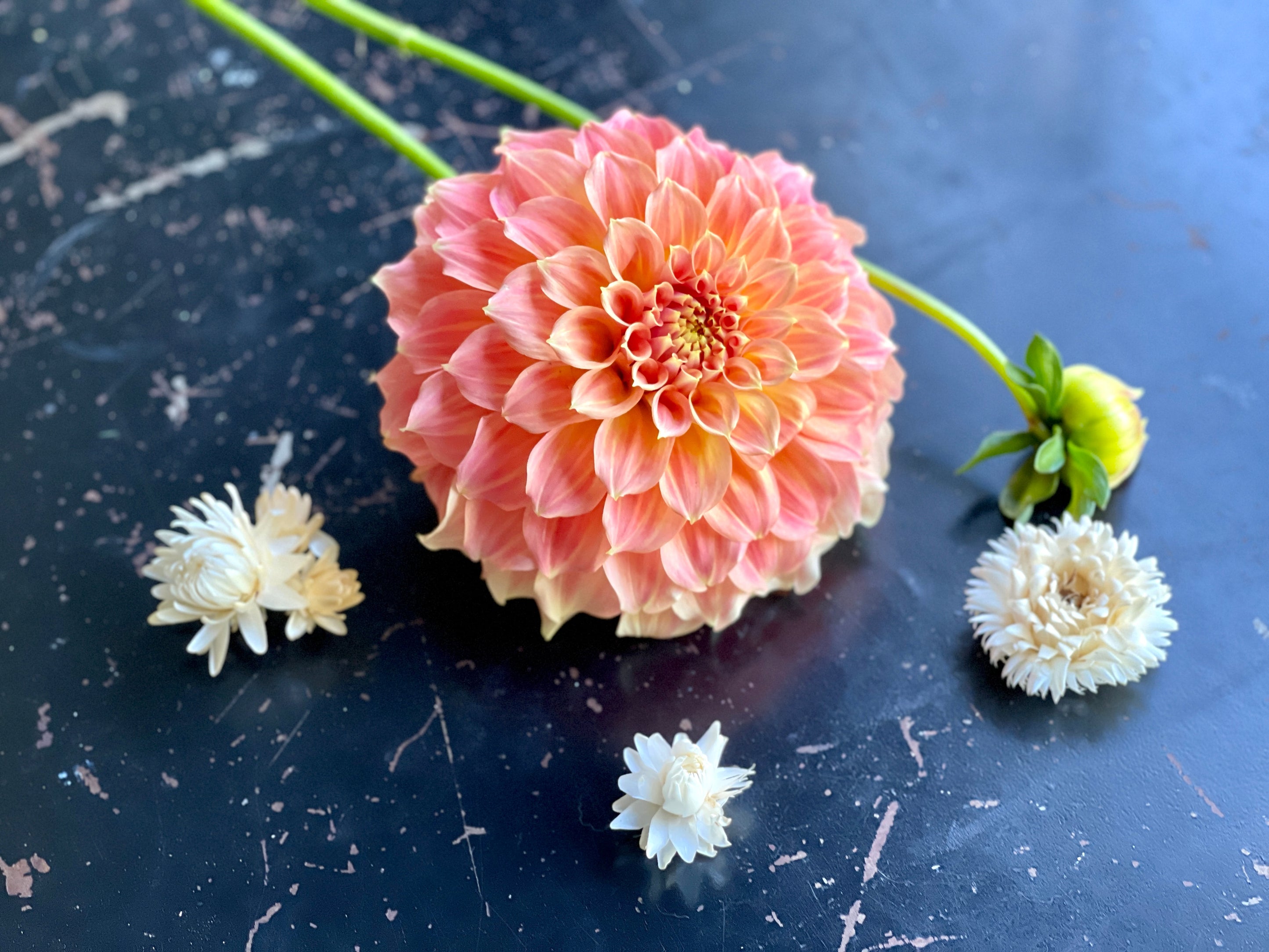 Bracken Sarah – Southern Highlands Flower Farm