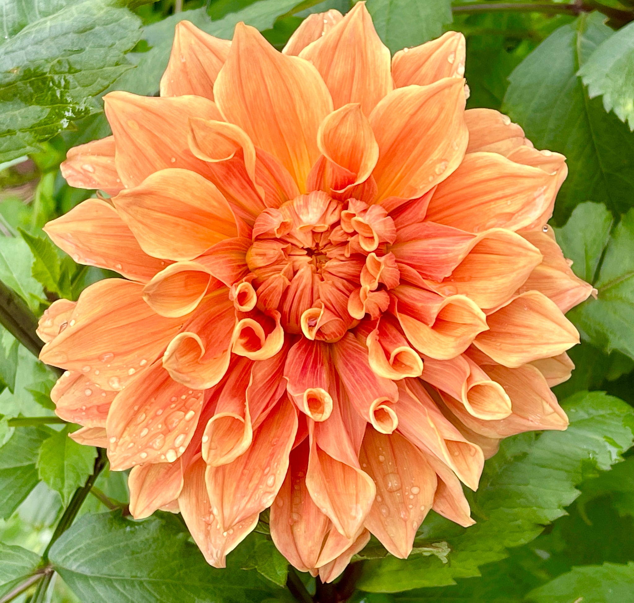 Winkie Whopper – Southern Highlands Flower Farm
