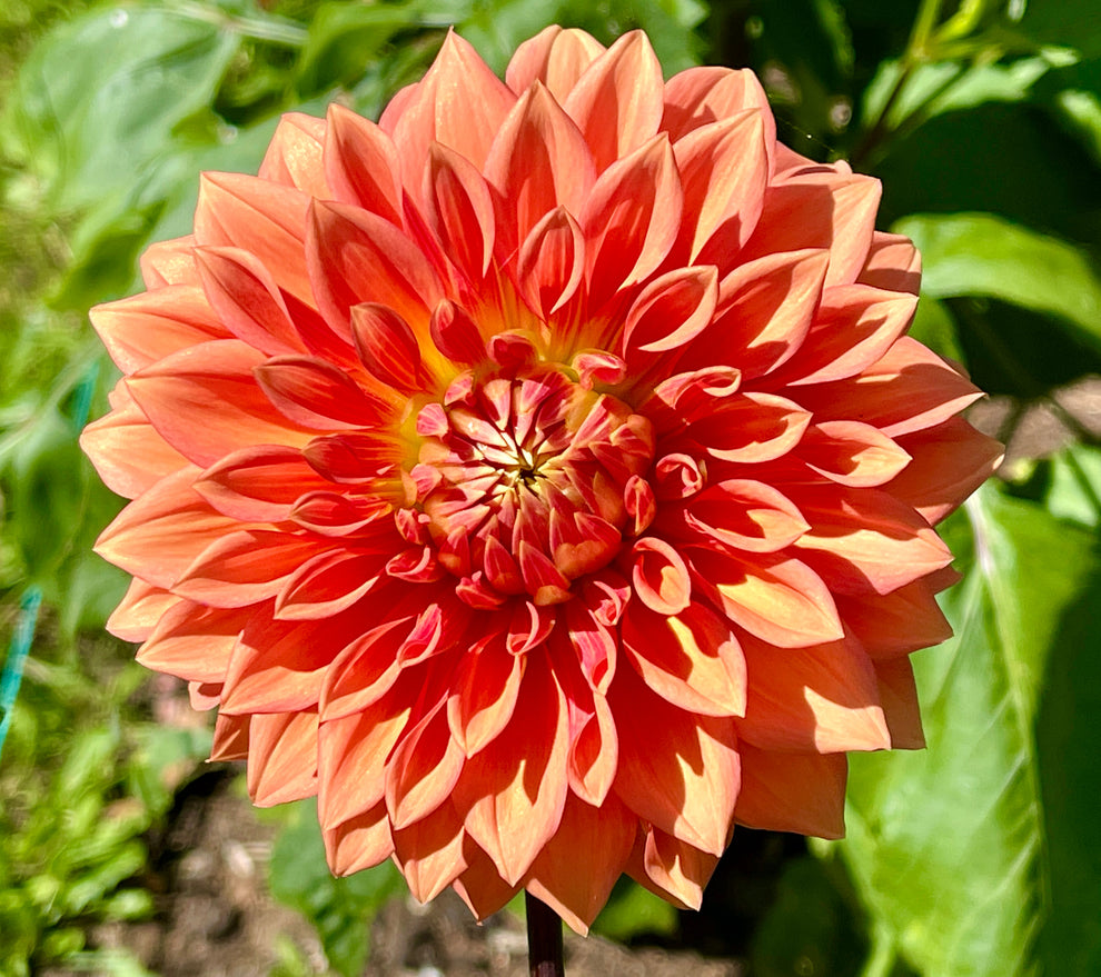 Lileah Peachy Keen – Southern Highlands Flower Farm