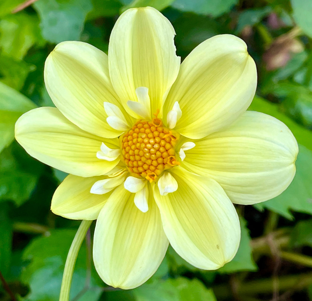 Dahlias - Collarette – Southern Highlands Flower Farm