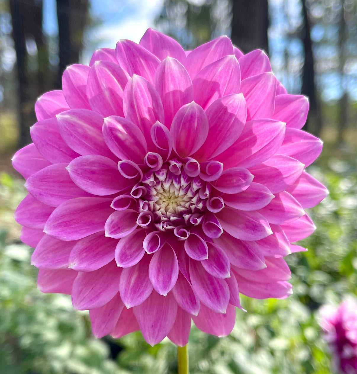 Devon Image – Southern Highlands Flower Farm