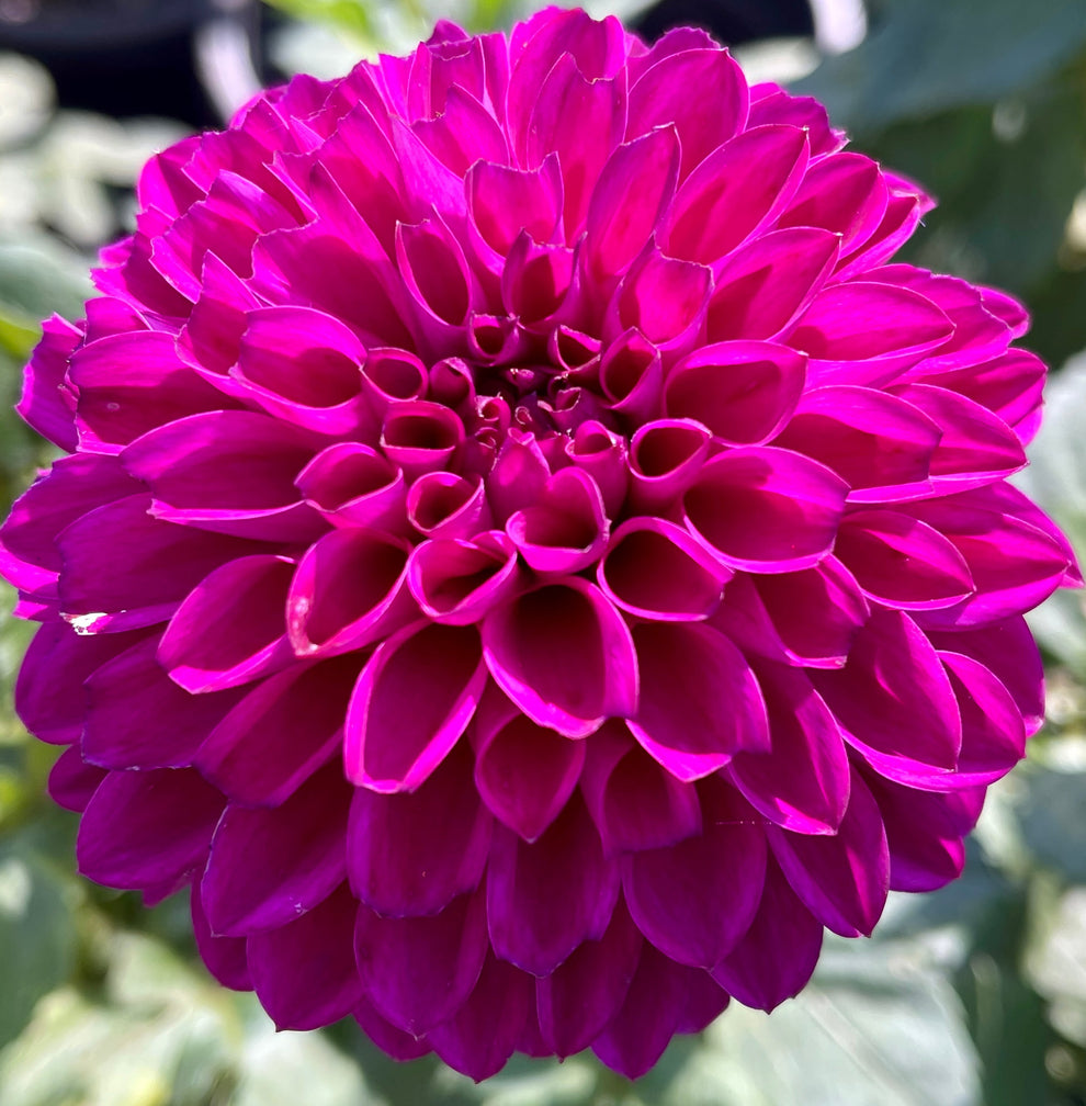 Ryecroft Violet – Southern Highlands Flower Farm