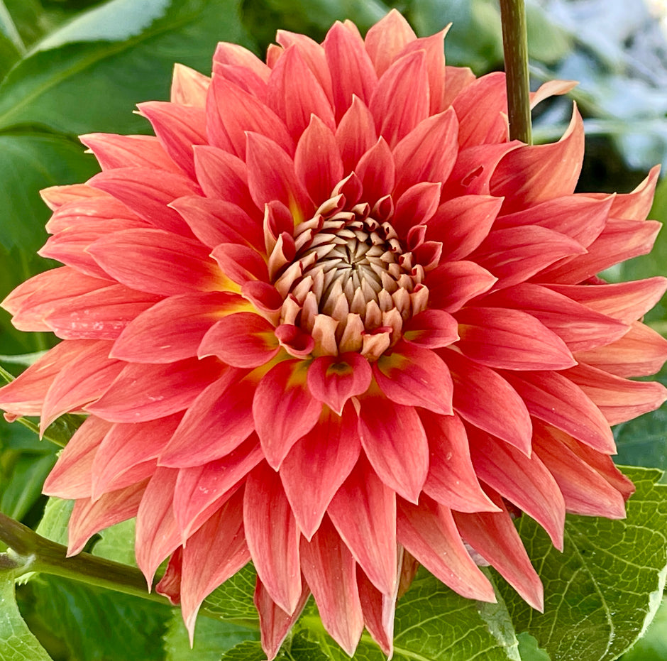Dahlias - Medium Decorative – Page 2 – Southern Highlands Flower Farm