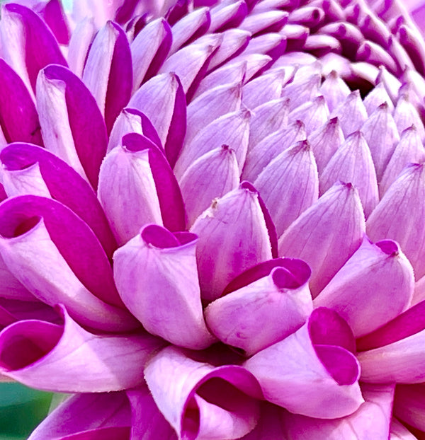 Darbro Violet – Southern Highlands Flower Farm