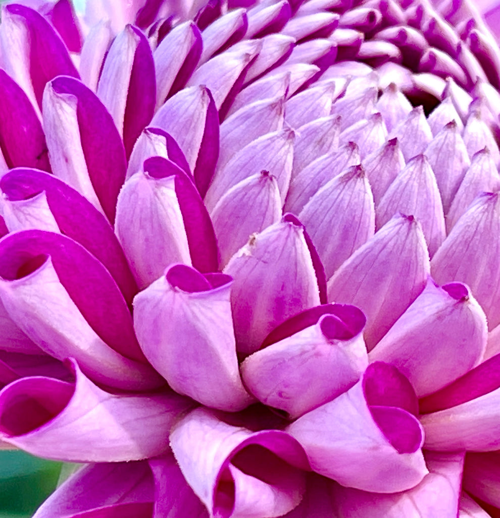 Darbro Violet – Southern Highlands Flower Farm