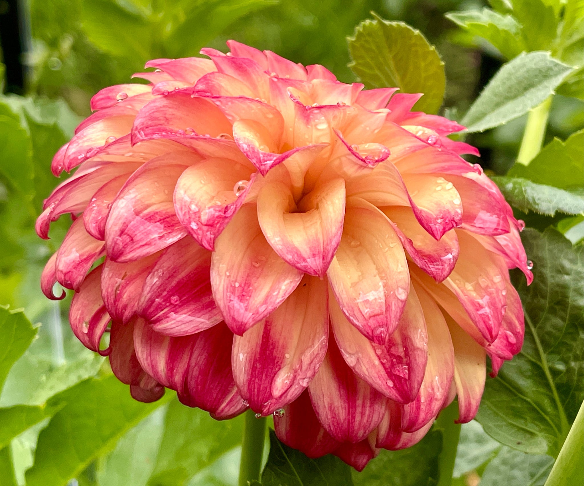 Darbro Highland – Southern Highlands Flower Farm