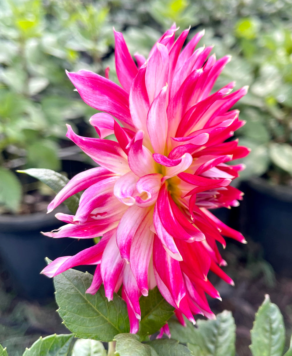 Cha Cha – Southern Highlands Flower Farm