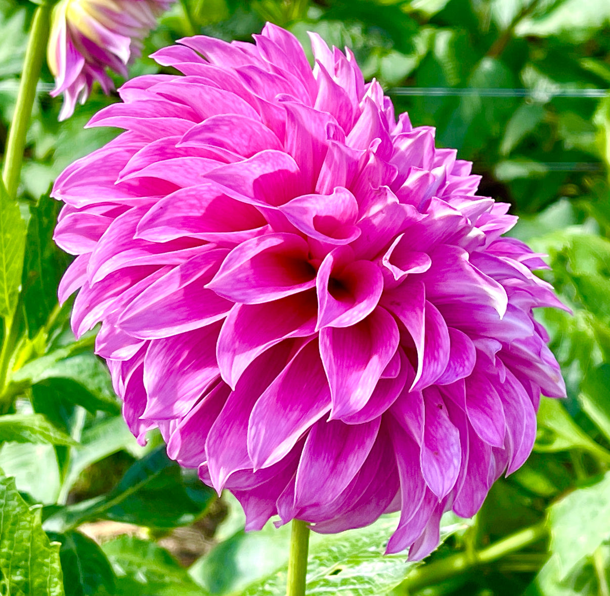 Vera's Elma – Southern Highlands Flower Farm
