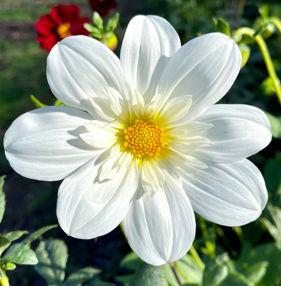 Dahlias - Collarette – Southern Highlands Flower Farm