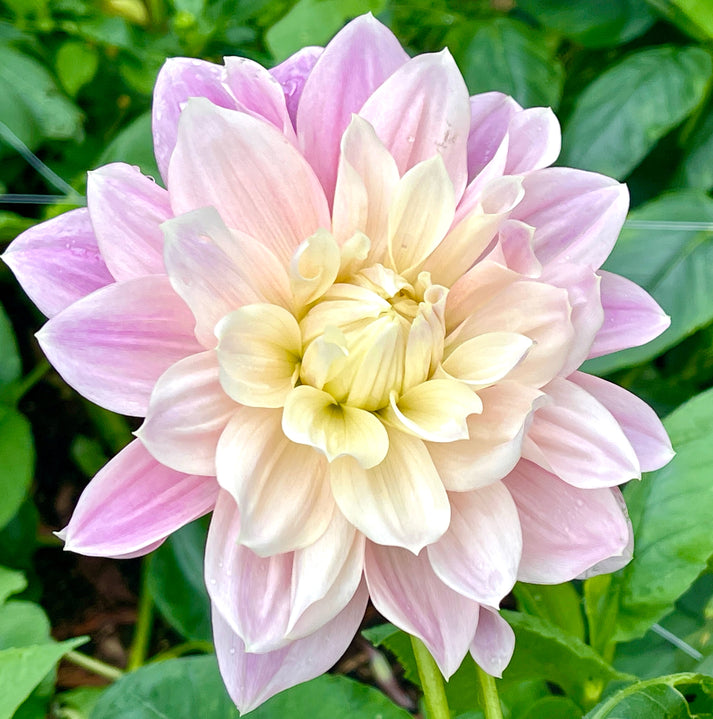 Cerise Rosebud – Southern Highlands Flower Farm