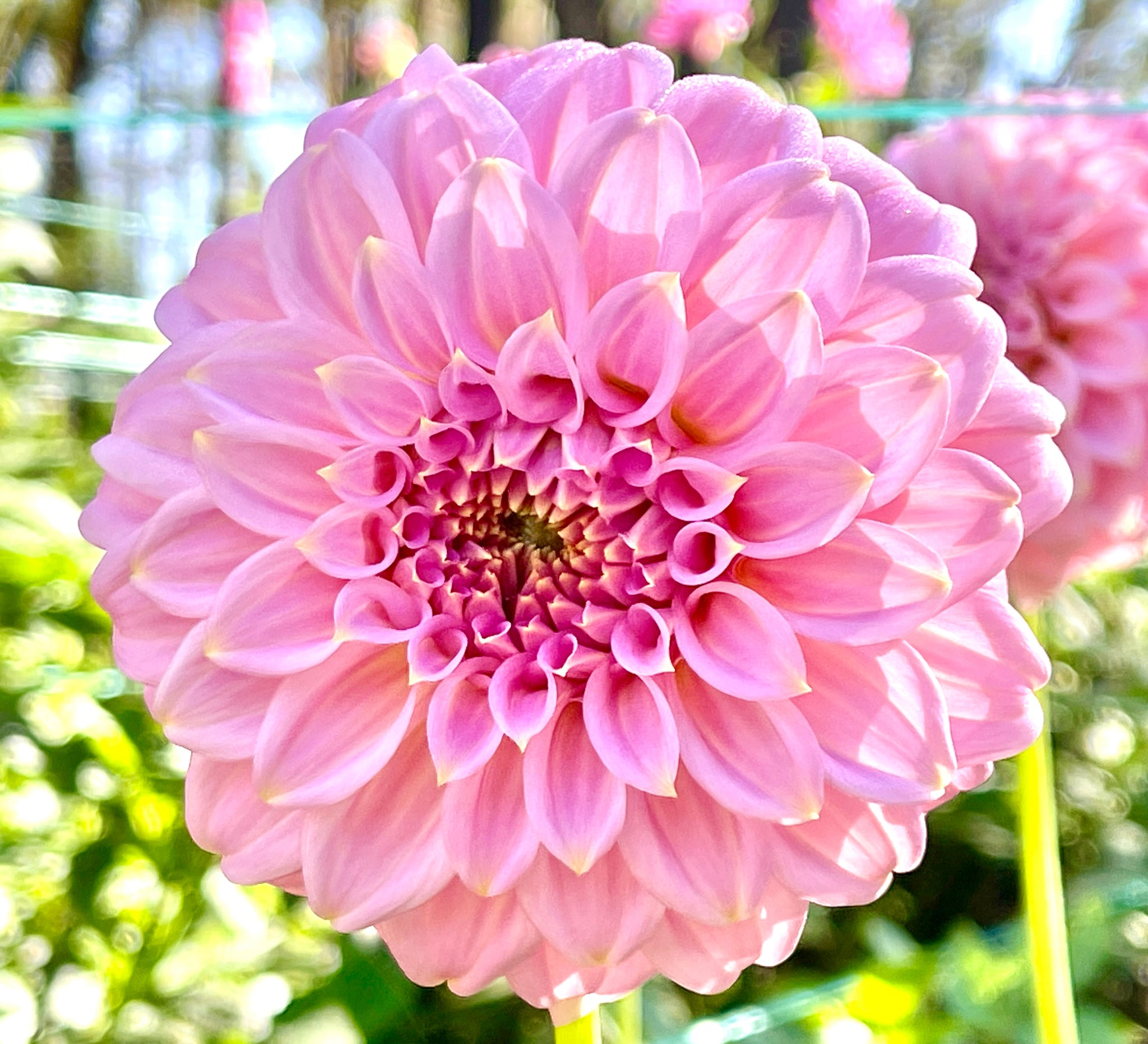Araluen Leatrice – Southern Highlands Flower Farm