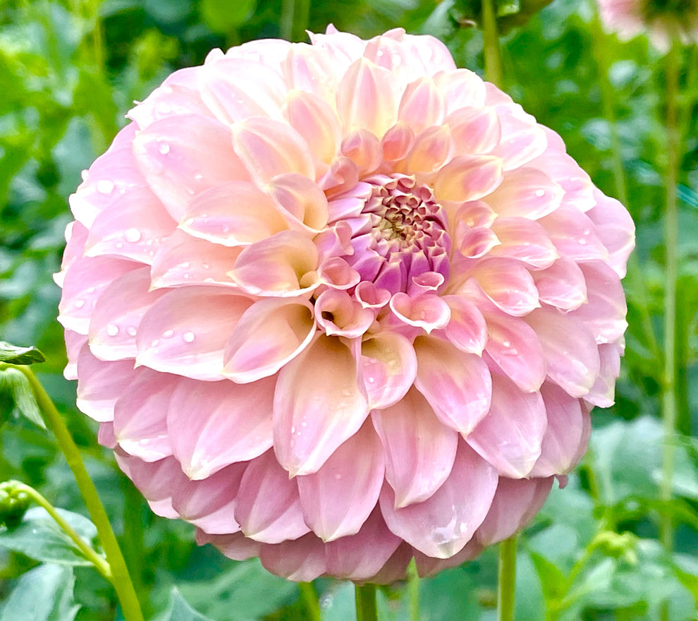 Coorabell Astrid – Southern Highlands Flower Farm