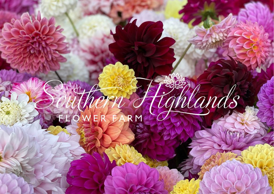 Experiences – Southern Highlands Flower Farm