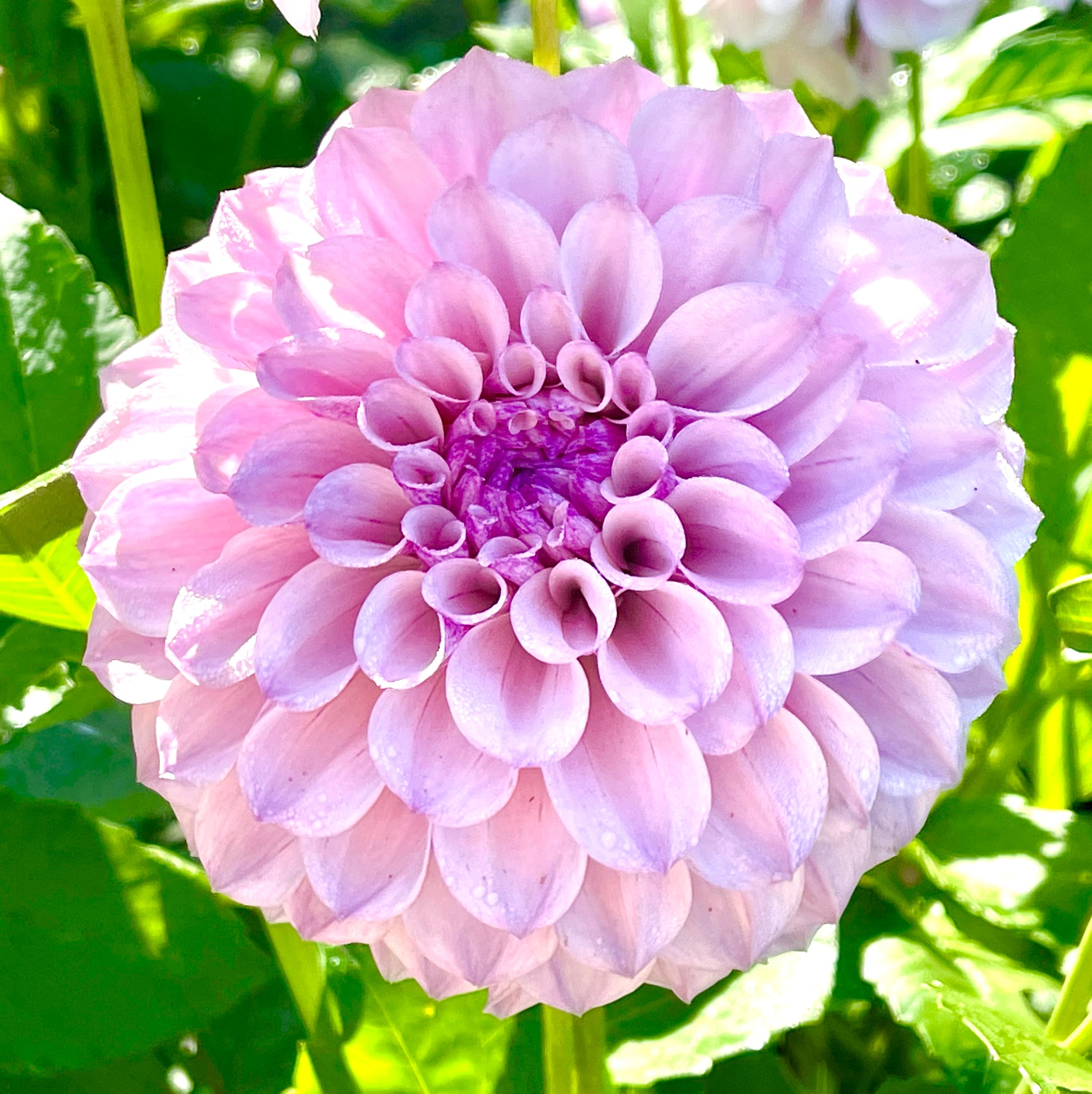 Jeff Bloom – Southern Highlands Flower Farm