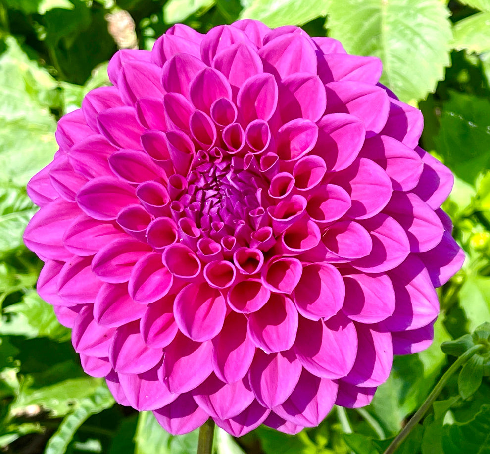 Devon Summit – Southern Highlands Flower Farm
