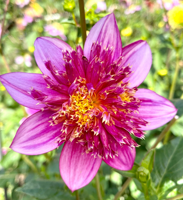 Southern Highlands Flower Farm