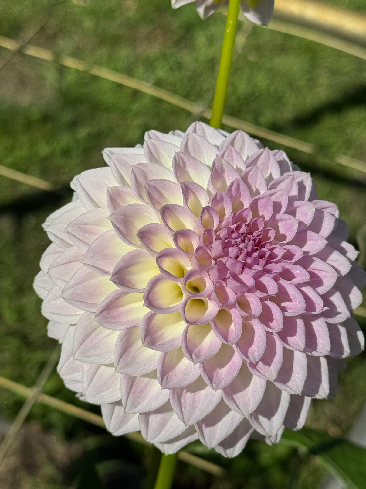 Painted Lady – Southern Highlands Flower Farm