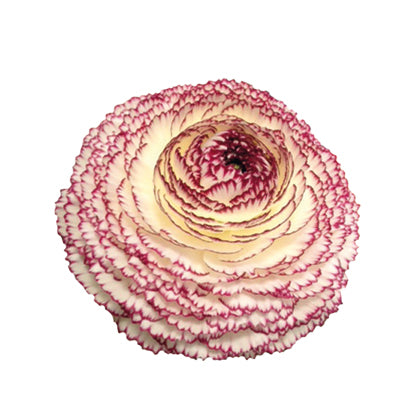 Italian Ranunculus 'Elegance Pastello Striato 66-12' - SEEDLING ...