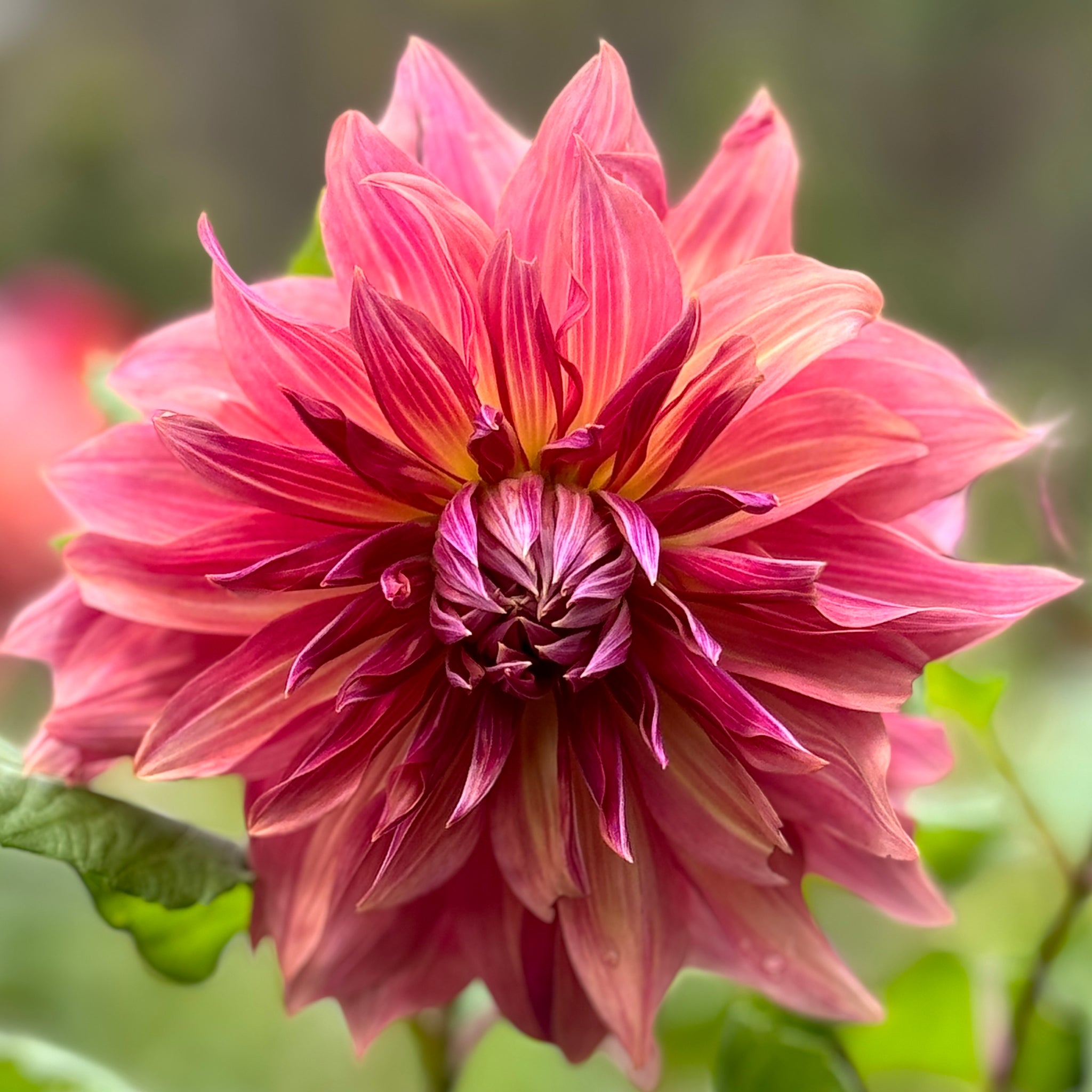 Penhill Dark Monarch – Southern Highlands Flower Farm