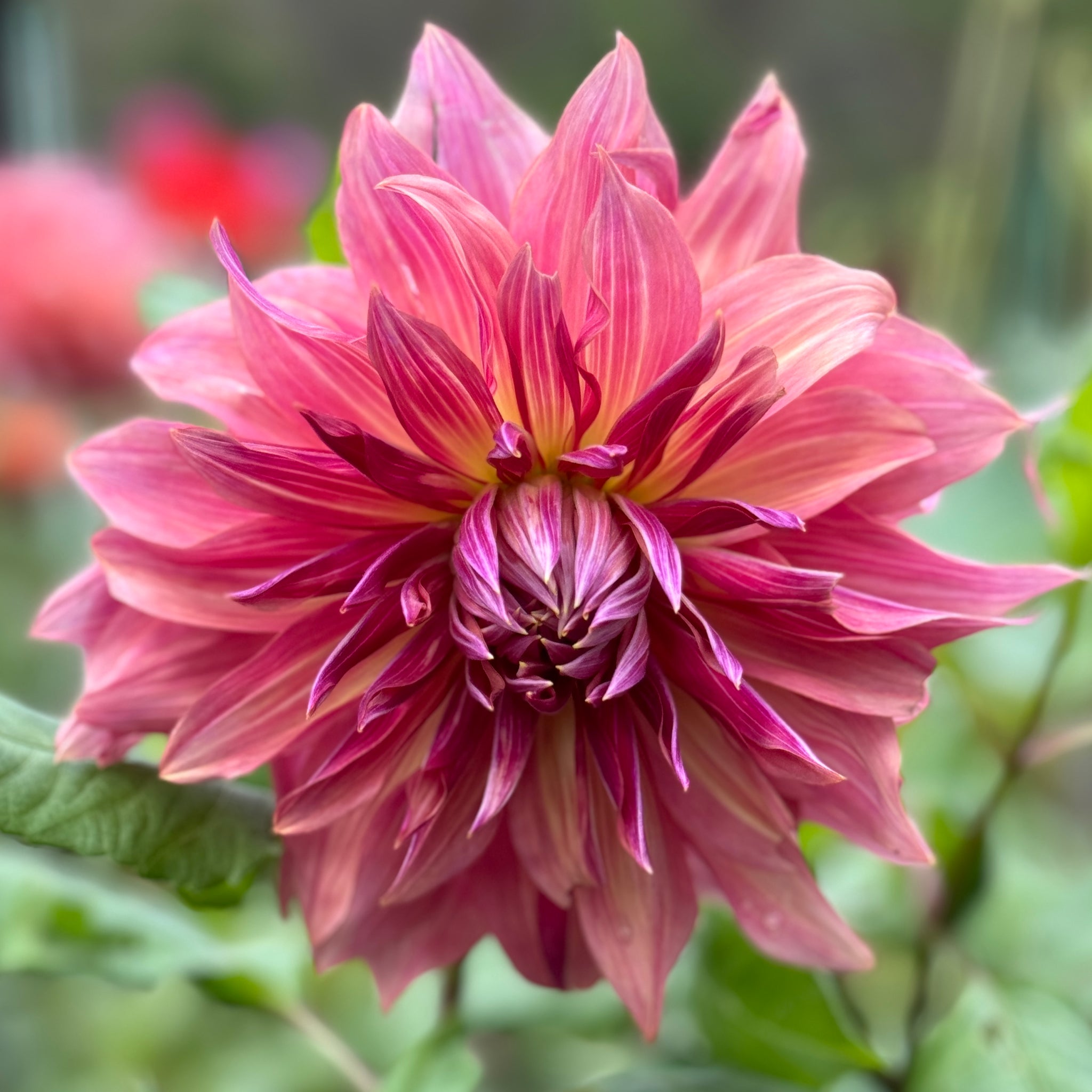 Penhill Dark Monarch – Southern Highlands Flower Farm